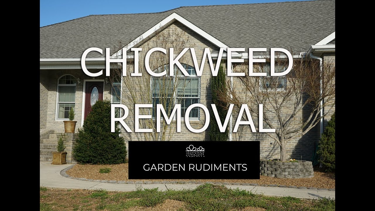 Chickweed Removal - YouTube