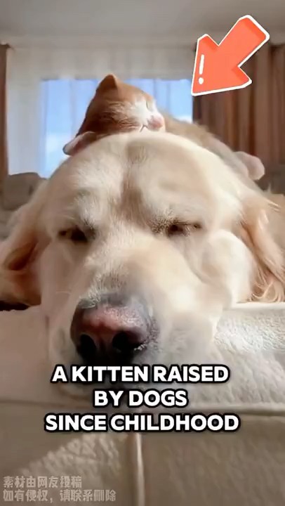This dog became a mother,but her offspring are kittens - YouTube