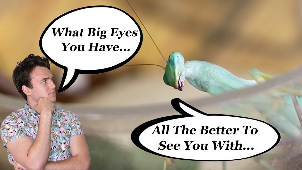 How Bugs View The World - YouTube
