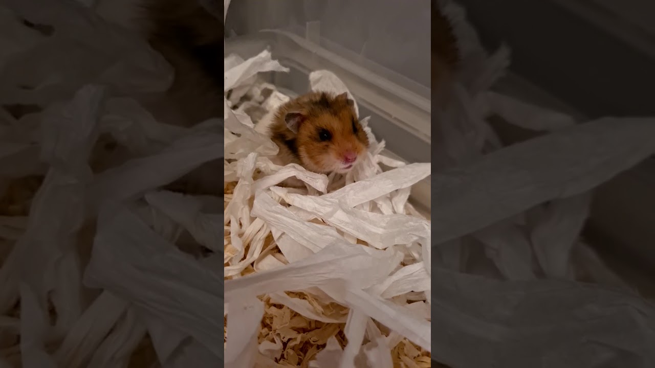 My hamster is crying - YouTube