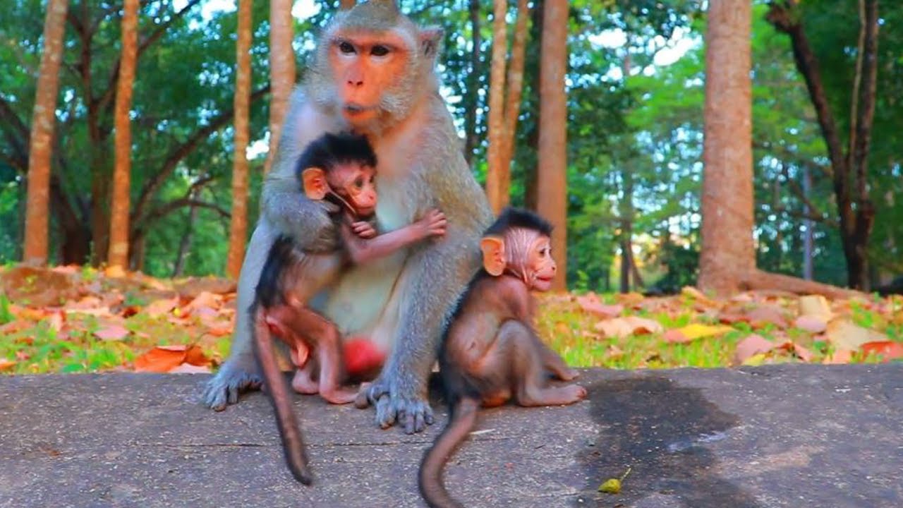 Happy Wild Monkeys Babies Walking Around | Voila & Vincent - YouTube