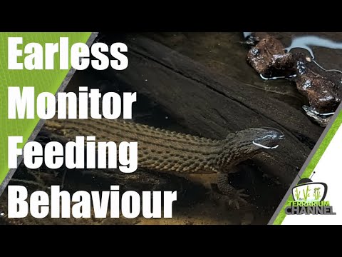 Borneo earless monitor feeding, Lanthanotus borneensis ...