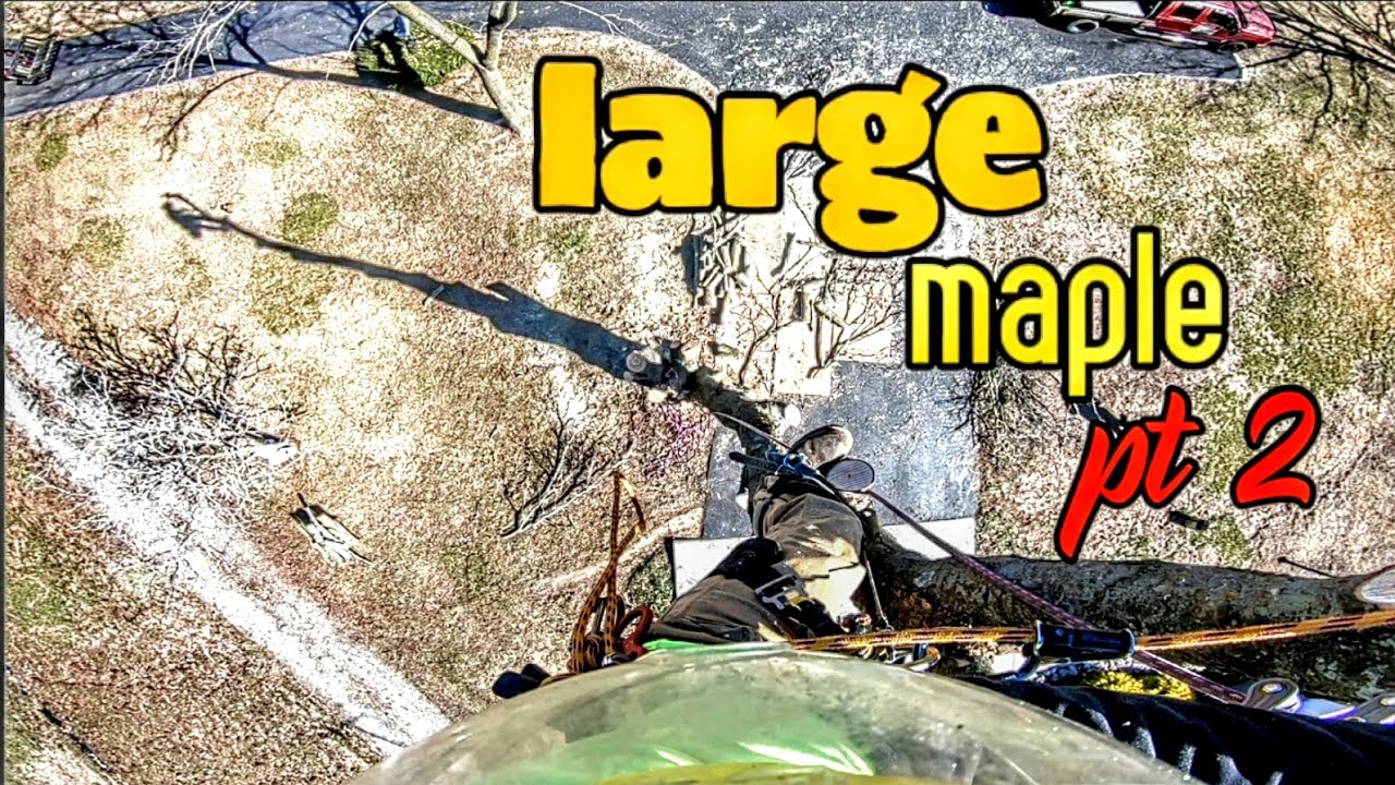 Climbing a Massive Sugar Maple Tree & Cutting It Down! - YouTube