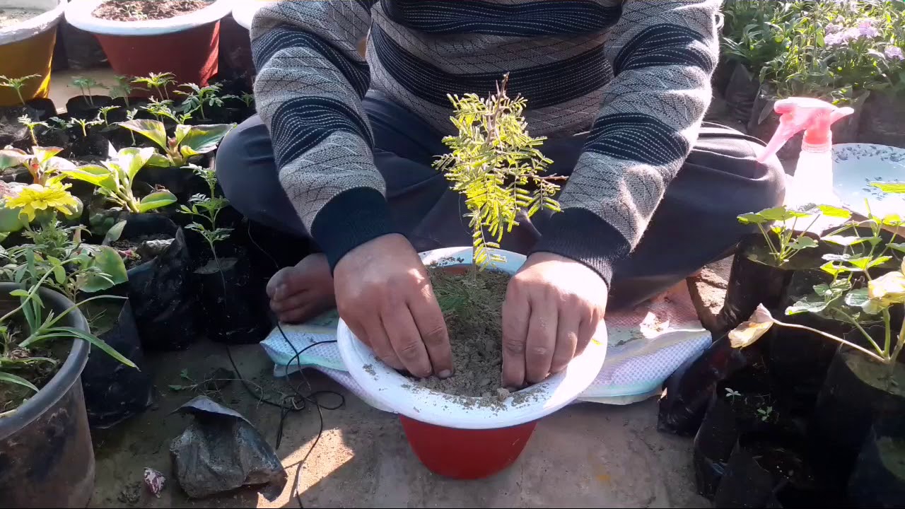 How to grow Shami Plant at your home Part 2 - YouTube