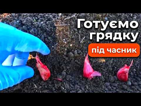 Підготовка грядки під озимий часник та цибулю