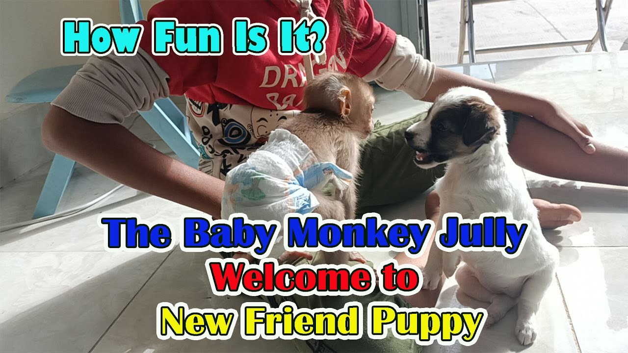 How fun is it? Between Baby Monkey Jully And Her New Friend Puppy - YouTube