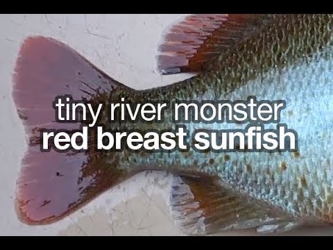 Tiny River Monster: Red Breast Sunfish (Attack Spinners Like Piranha ...