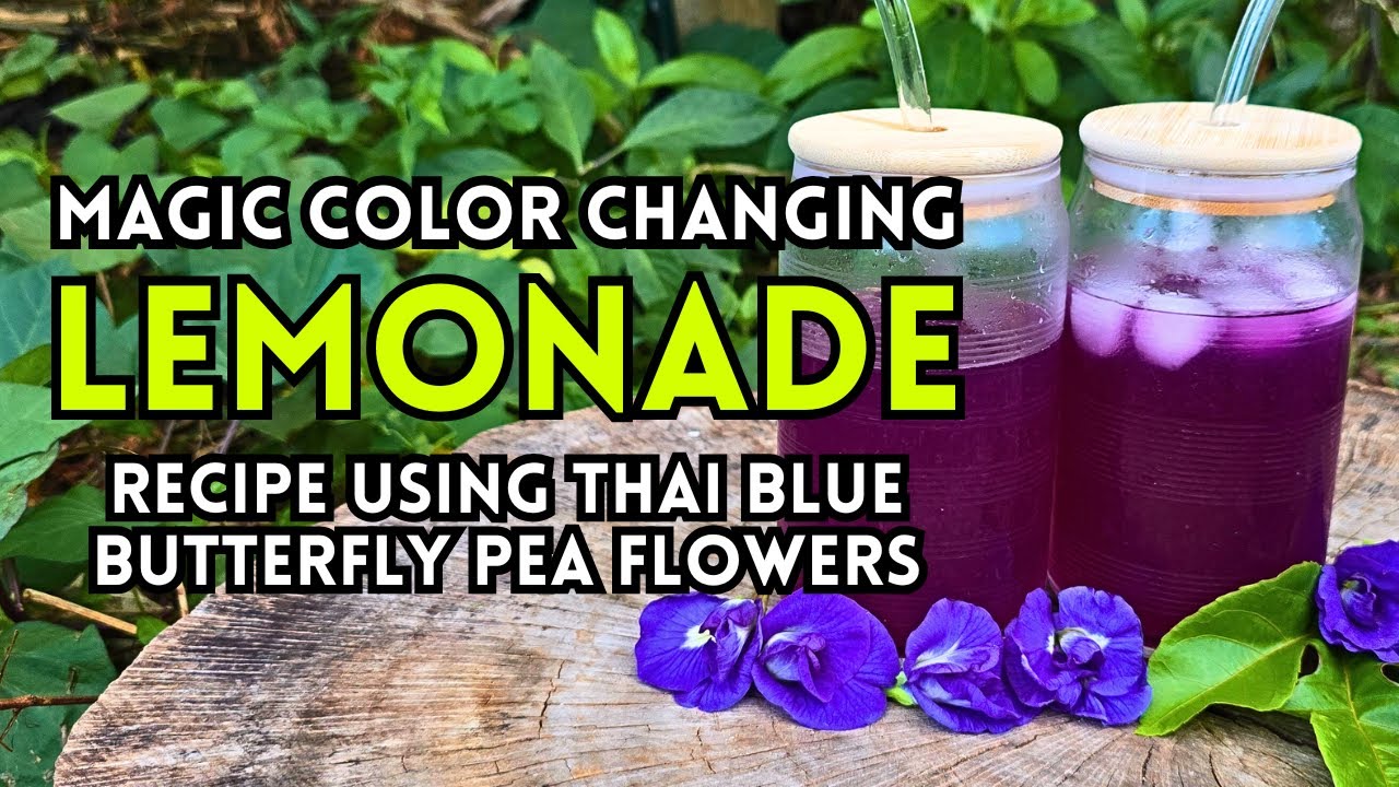 How to Make Magic Color Changing Thai Blue Butterfly Pea Lemonade - YouTube