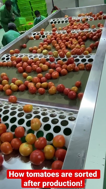 Sorting machine for tomatoes 🍅 #food #science #tomato #sortingalgorithm ...