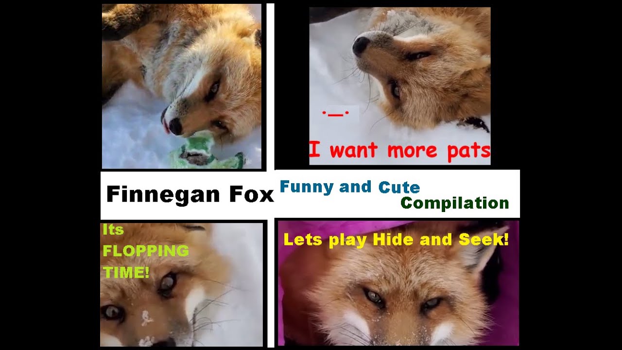 Finnegan Fox CUTE and FUNNY Compilation #2 - YouTube
