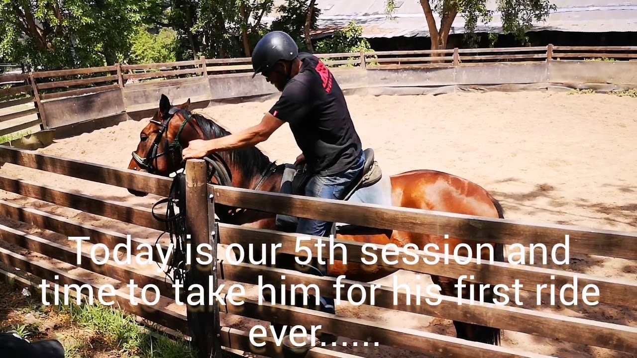 Equine Body Talk SA. - YouTube