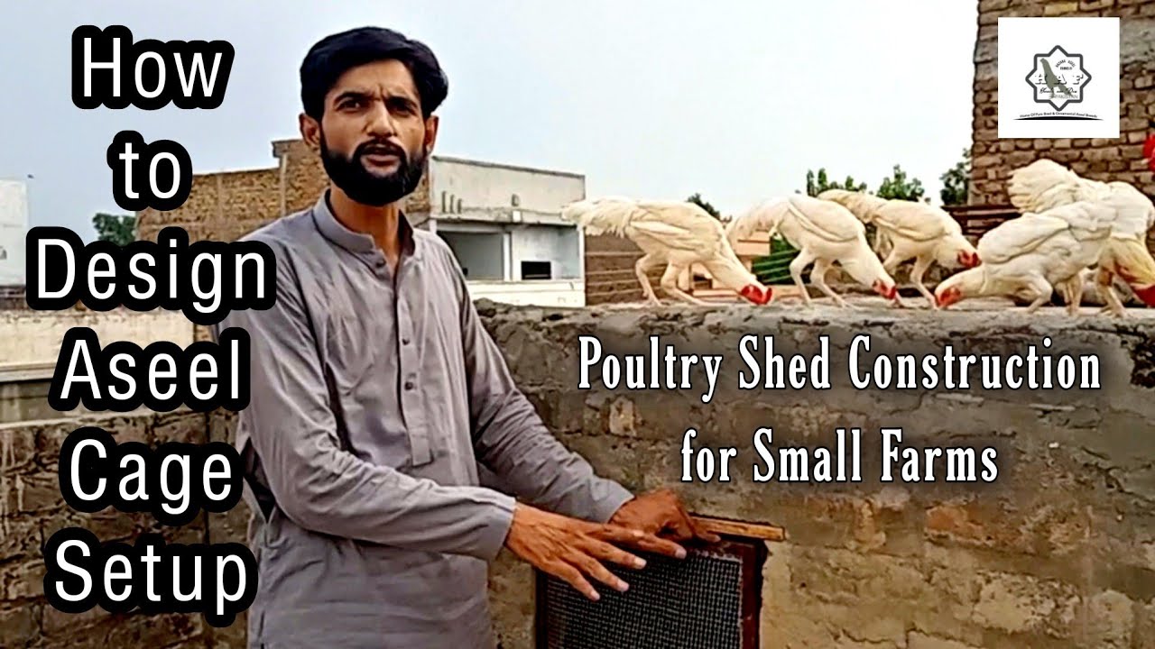 Poultry Shed Construction & Aseel Cage Design for small farm # ...