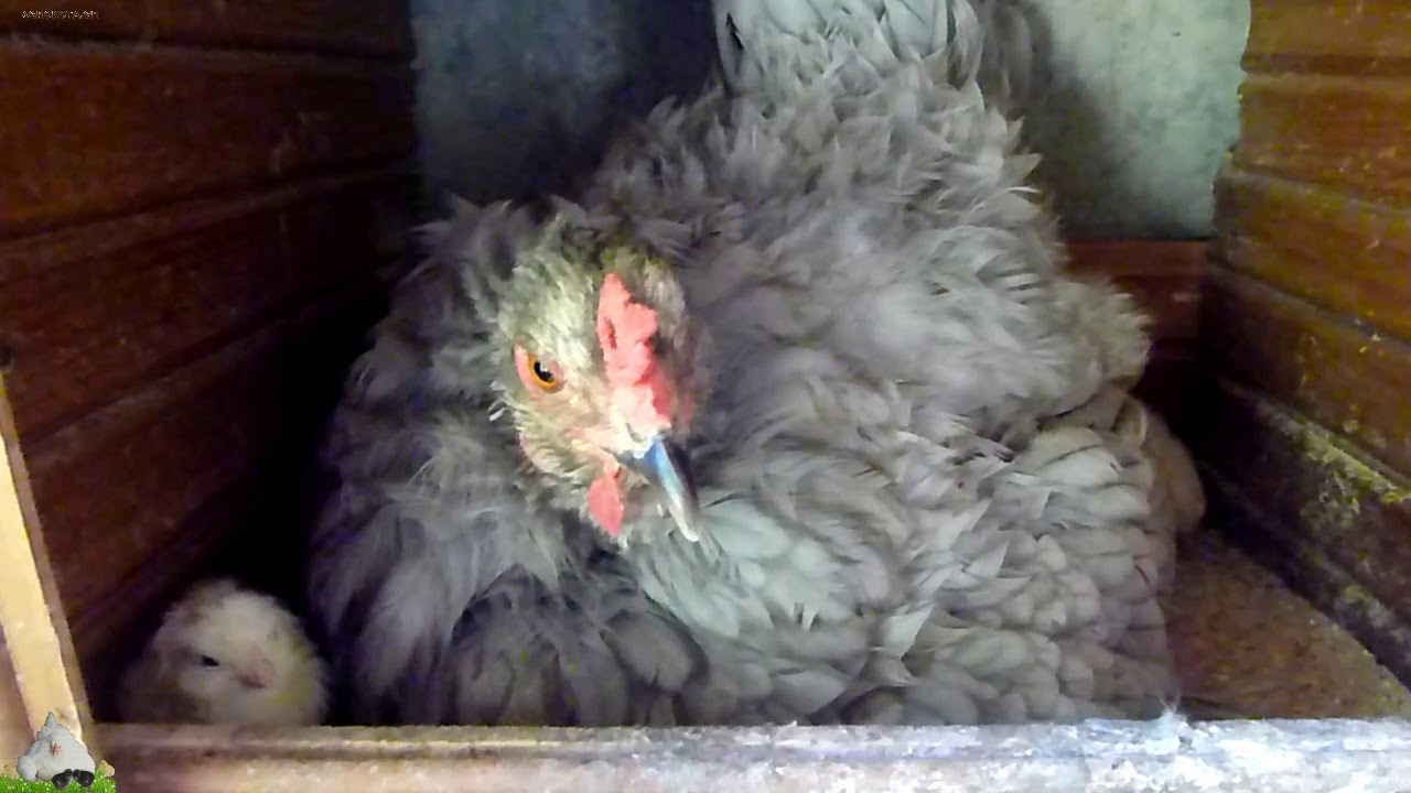 Very Aggressive mother Chicken Protects Her Baby chicks - κλωσσα ...