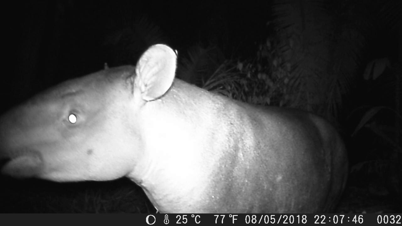 Tapir looks at my trail camera in Sittee River, Belize, May 2018 - YouTube