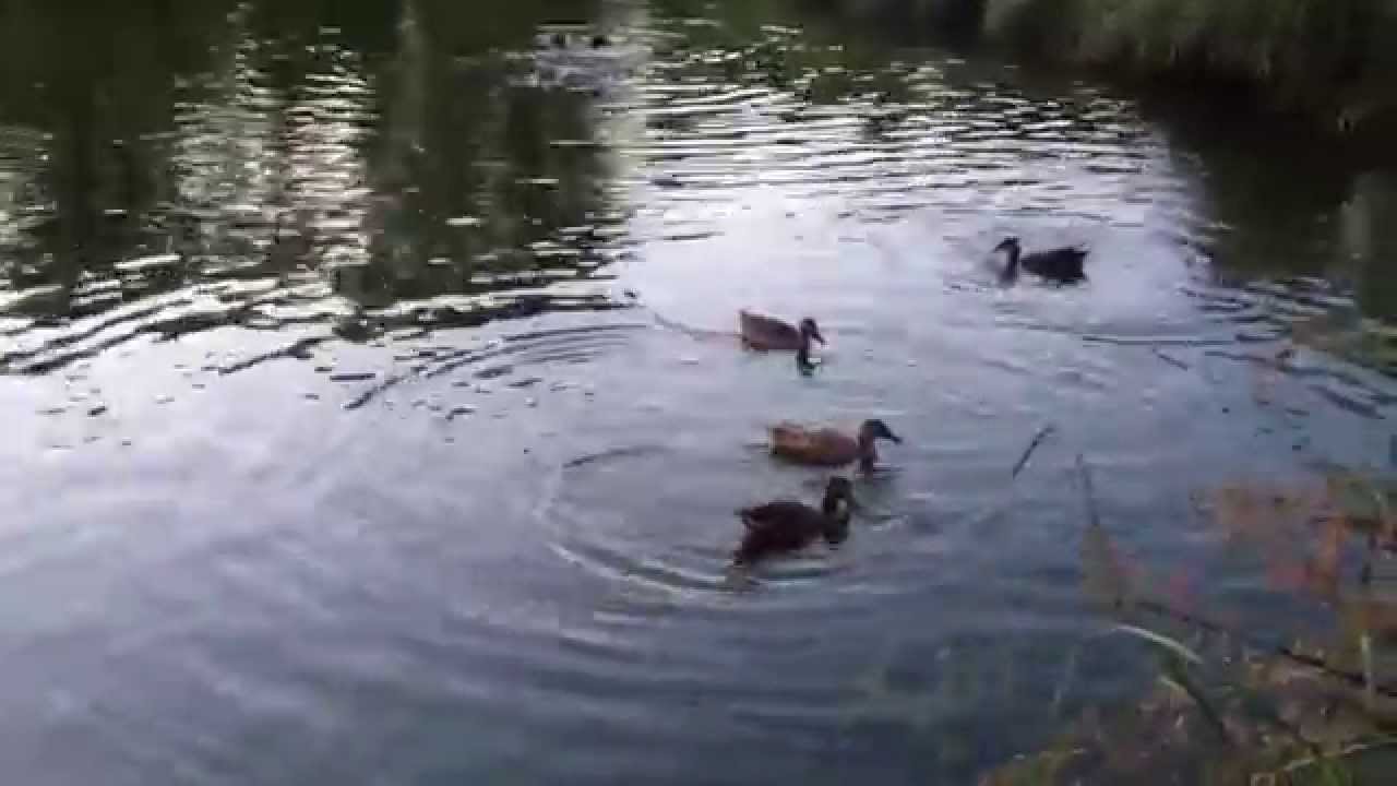 Ducks Twerking #HappyTogether /// Des canards font du Twerk # ...
