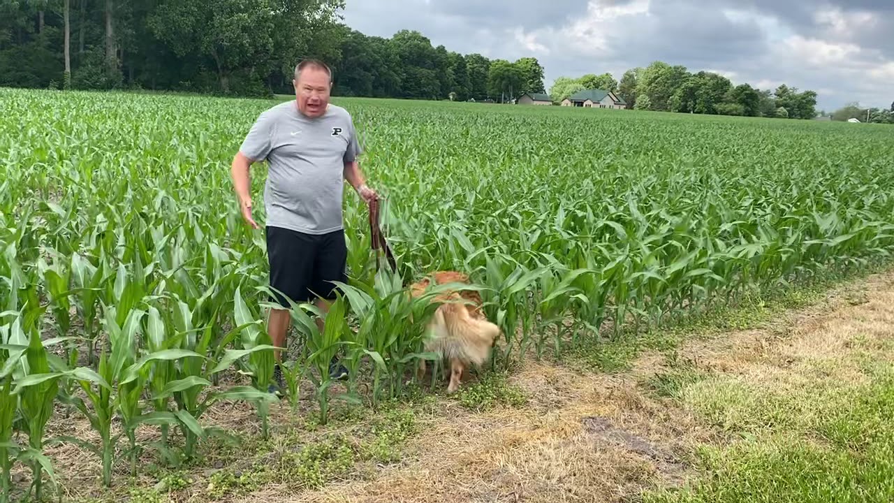 Corn Report “Short-stature Corn” June 13, 2020 - YouTube