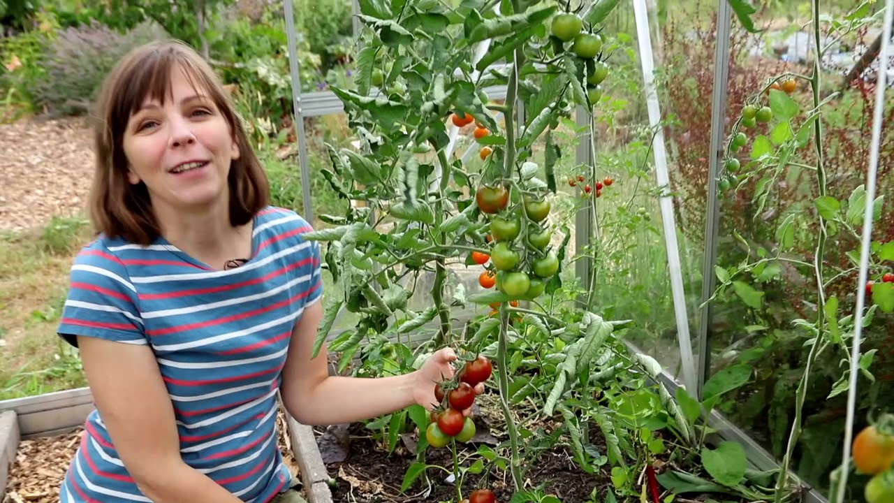 2018 Cherry tomatoes trial - YouTube