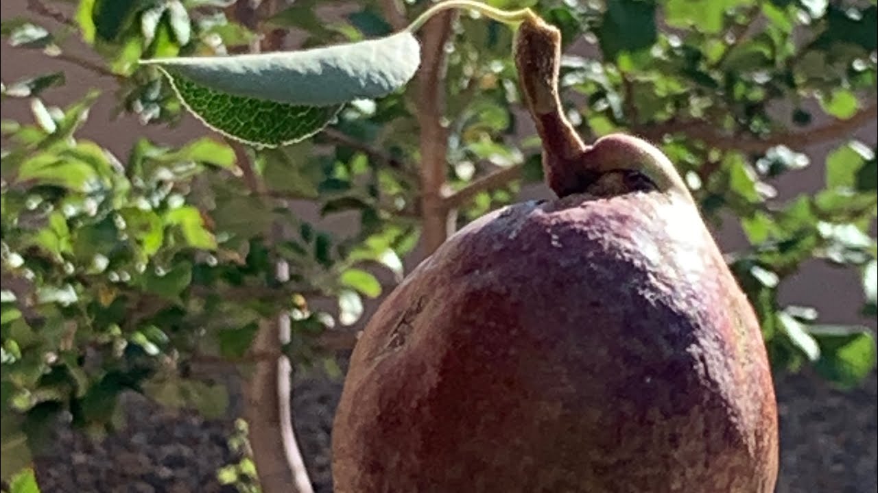 Red Bartlett Pear tree progress and care // NMHighDesertGarden - YouTube