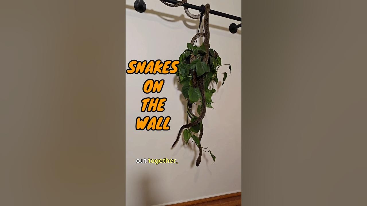 My two reticulated pythons are checking out the new snake wall for the ...