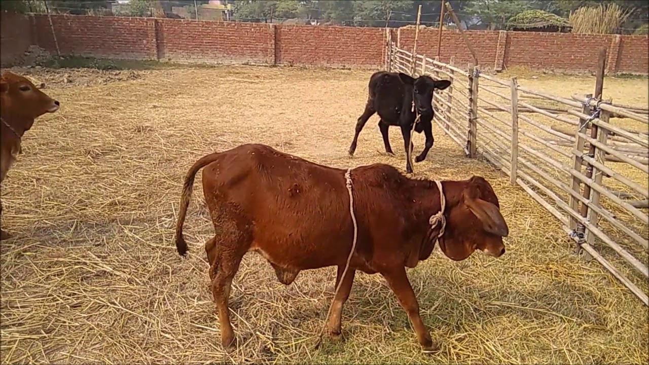 Baby Cows Playing Like School Kids (Dhenurus Farm) - YouTube