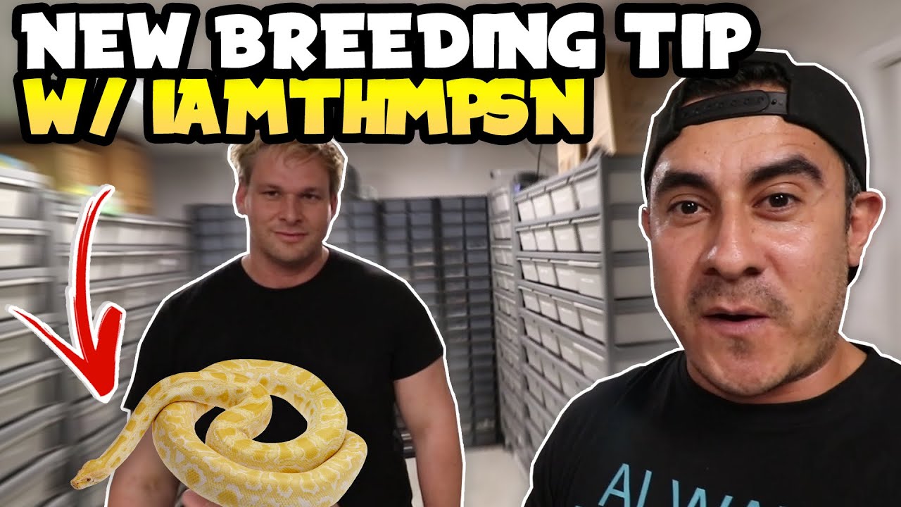 NEW SNAKE BREEDING TIP WITH IAMTHMPSN - YouTube