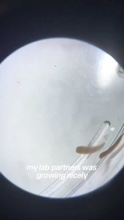 flatworms #worms #science #university - YouTube