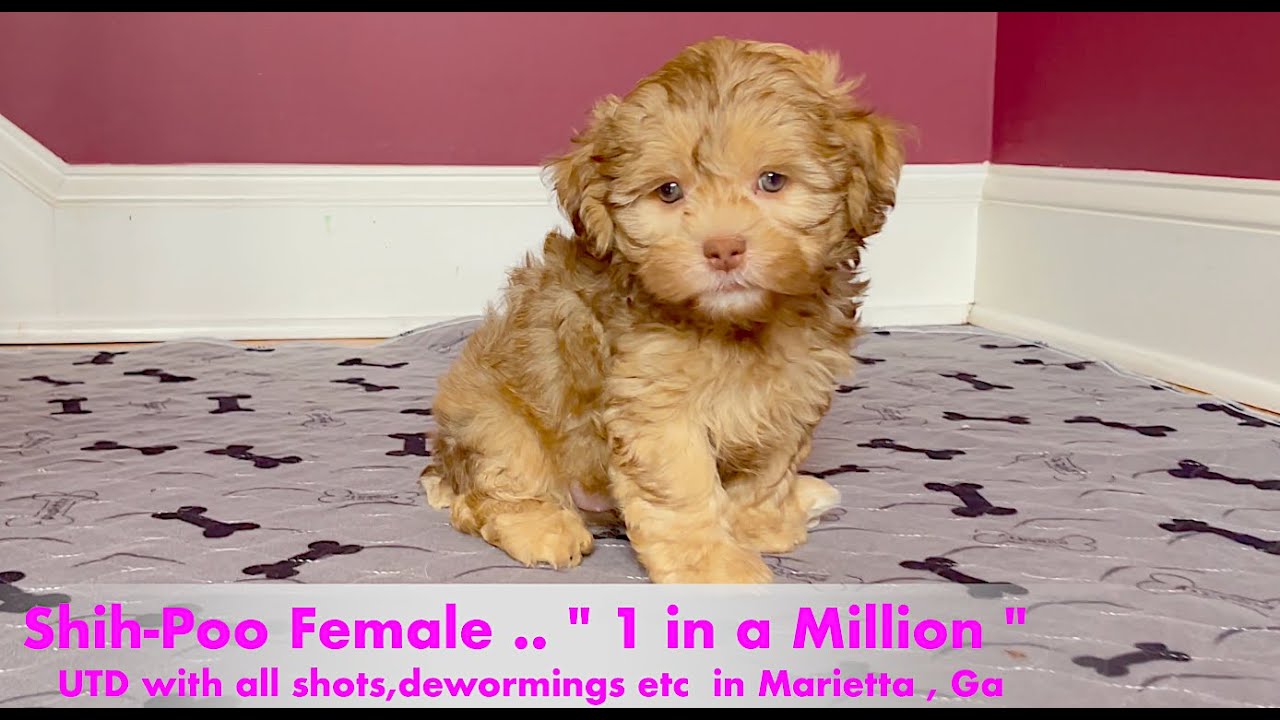 Shih Poo Female Green eyes!! Wow!! Ready Now ..4-sale Marietta, GA ...