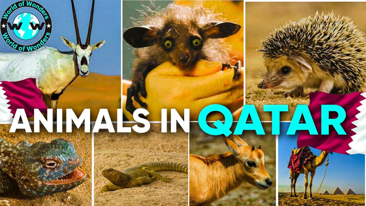 WOW😱These Fascinating Animals Live In Qatar 2022 - YouTube