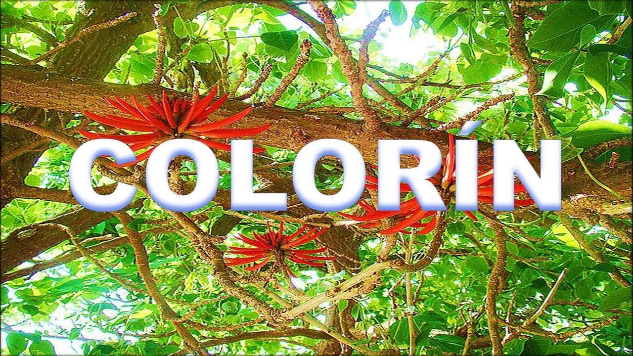 NO TE COMAS LA SEMILLAS DEL COLORÍN | PEPE CONCIENCIA - YouTube