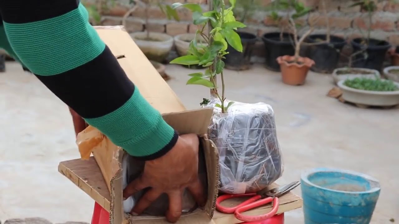 Unboxing - Unbox Your Plants Carefully In 3 Easy Simple Steps ...