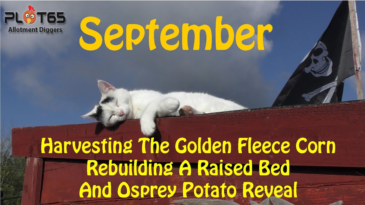 Harvesting The Golden Fleece Corn Rebuilding A Raised Bed And Osprey ...