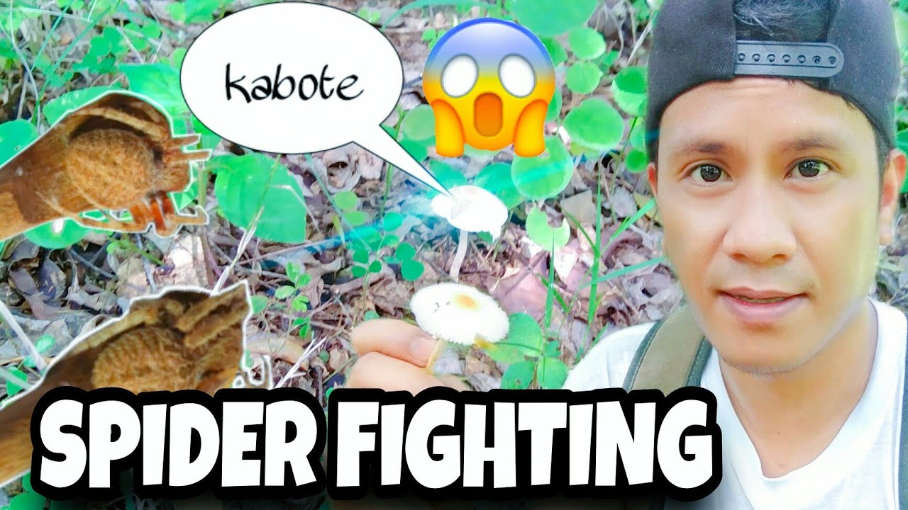 NAKAKITA AKO NANG KABOTE HABANG NAGPAPALABAN AKO NG GAGAMBA (SPIDER ...