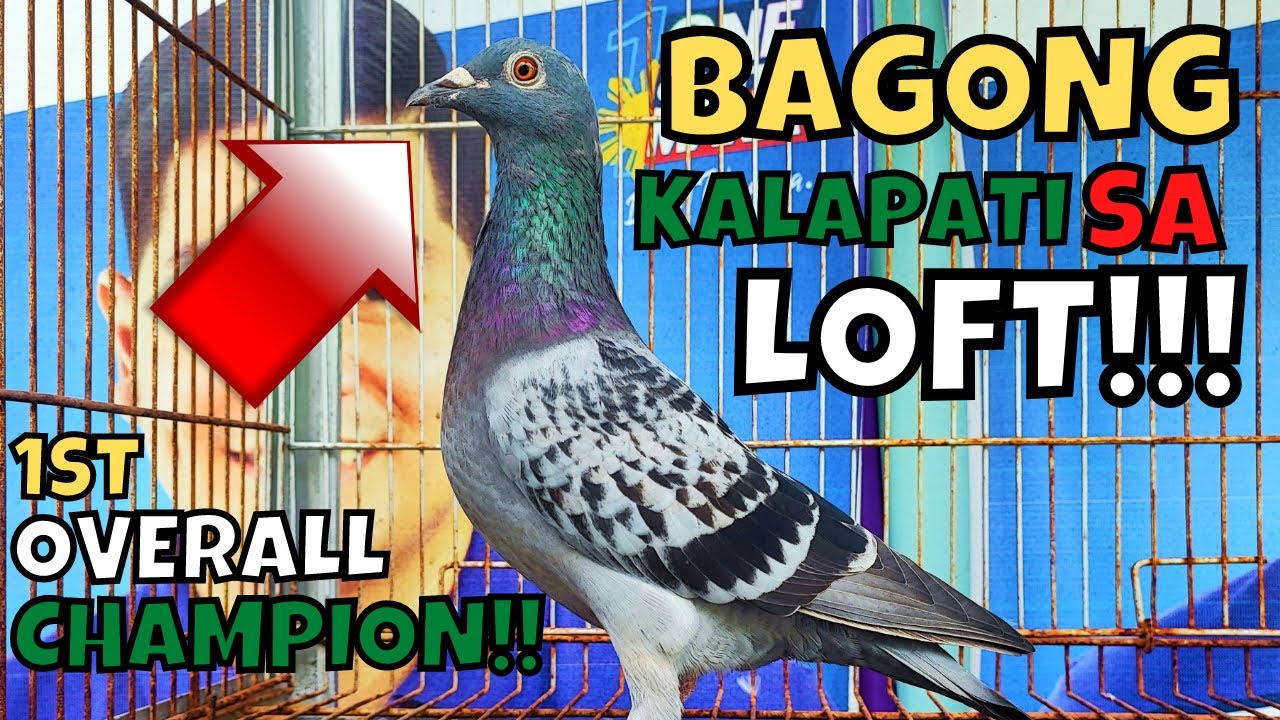 Ang tindi ng bago kong kalapati!! #clementefamilyloft #pigeonracing ...