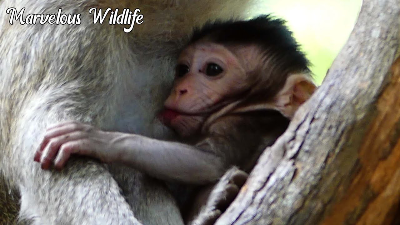Most lovely cute baby monkey Jonna drinks milk with mom asleeps well ...