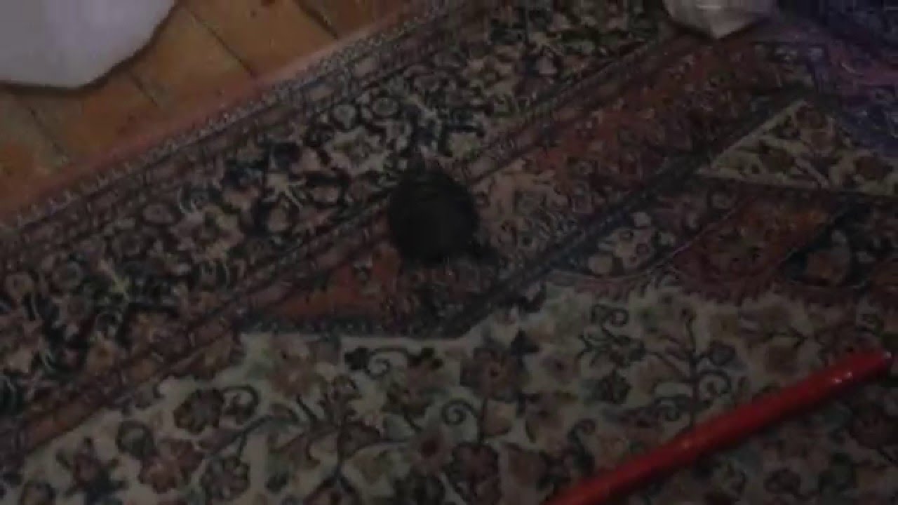 Voldemort (turtle) Walks Over A Little Broomstick - YouTube