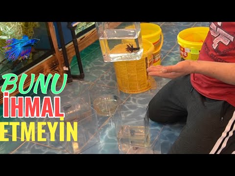 BETTA BALIĞINIZ NEDEN ÖLÜYOR, akvaryum balıkları