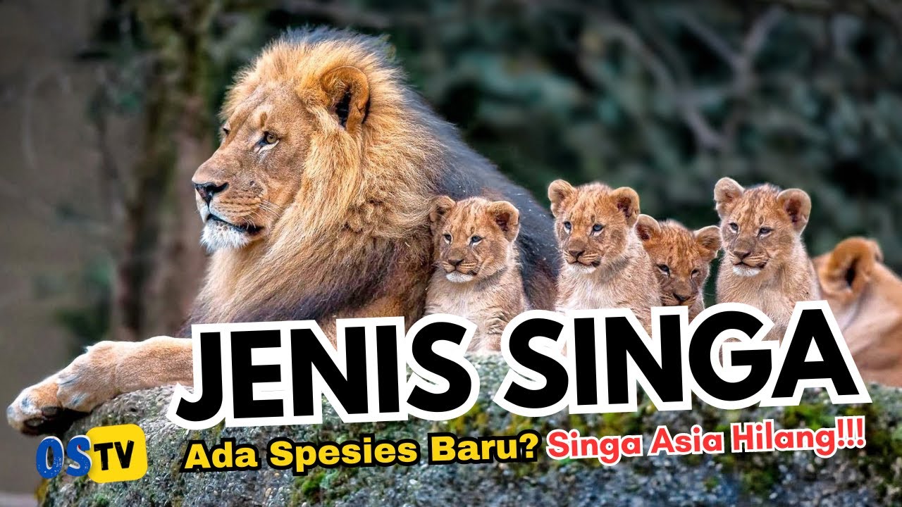 Rahasia SINGA: Taksonomi baru singa yang menghapus Spesies Singa Asia ...