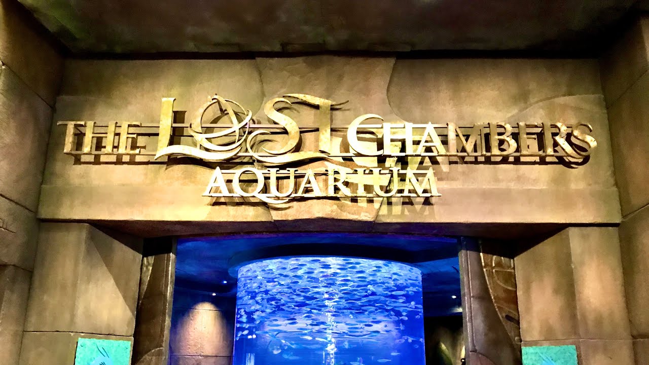 The Lost Chambers Aquarium Vlog 6th December 2019 - YouTube