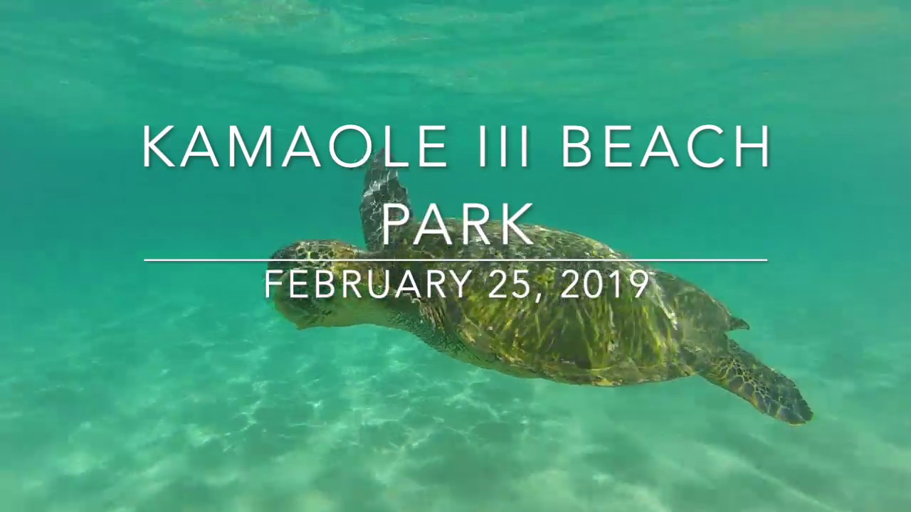 Kamaole III Beach Park snorkel with Green Sea Turtles Maui, February 25 ...