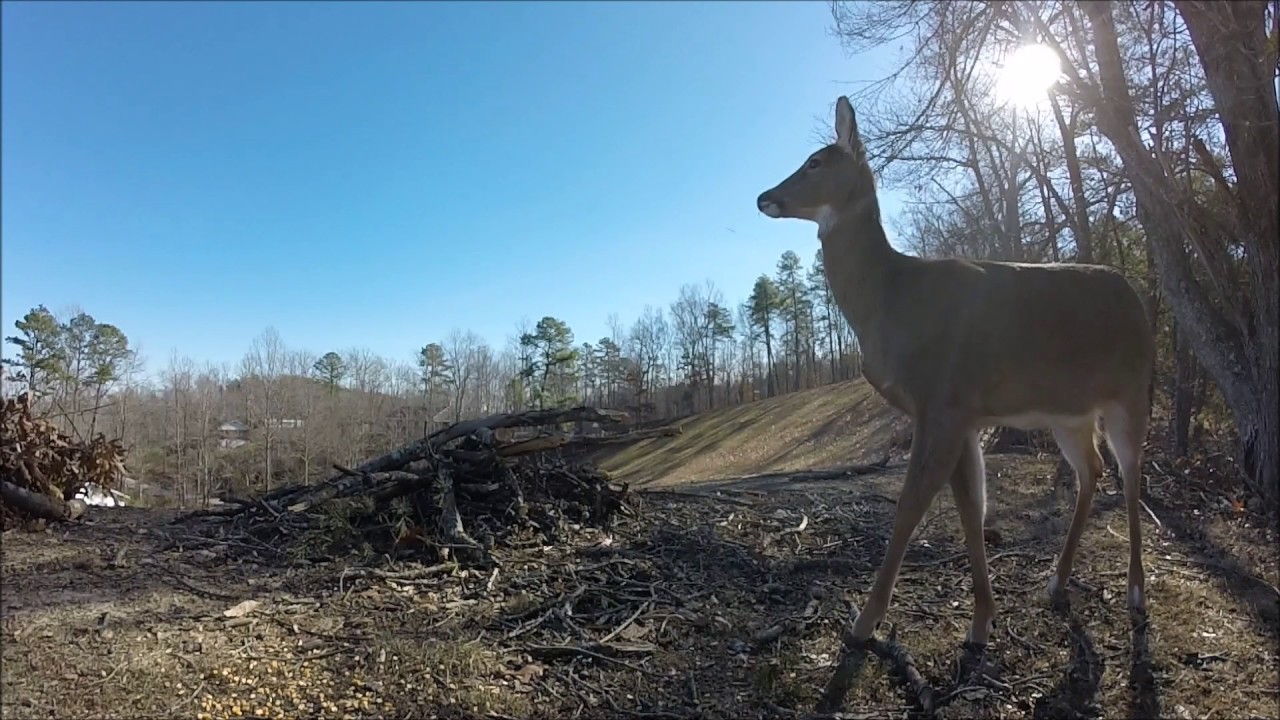 Eastern Ky Wildlife #8 - YouTube