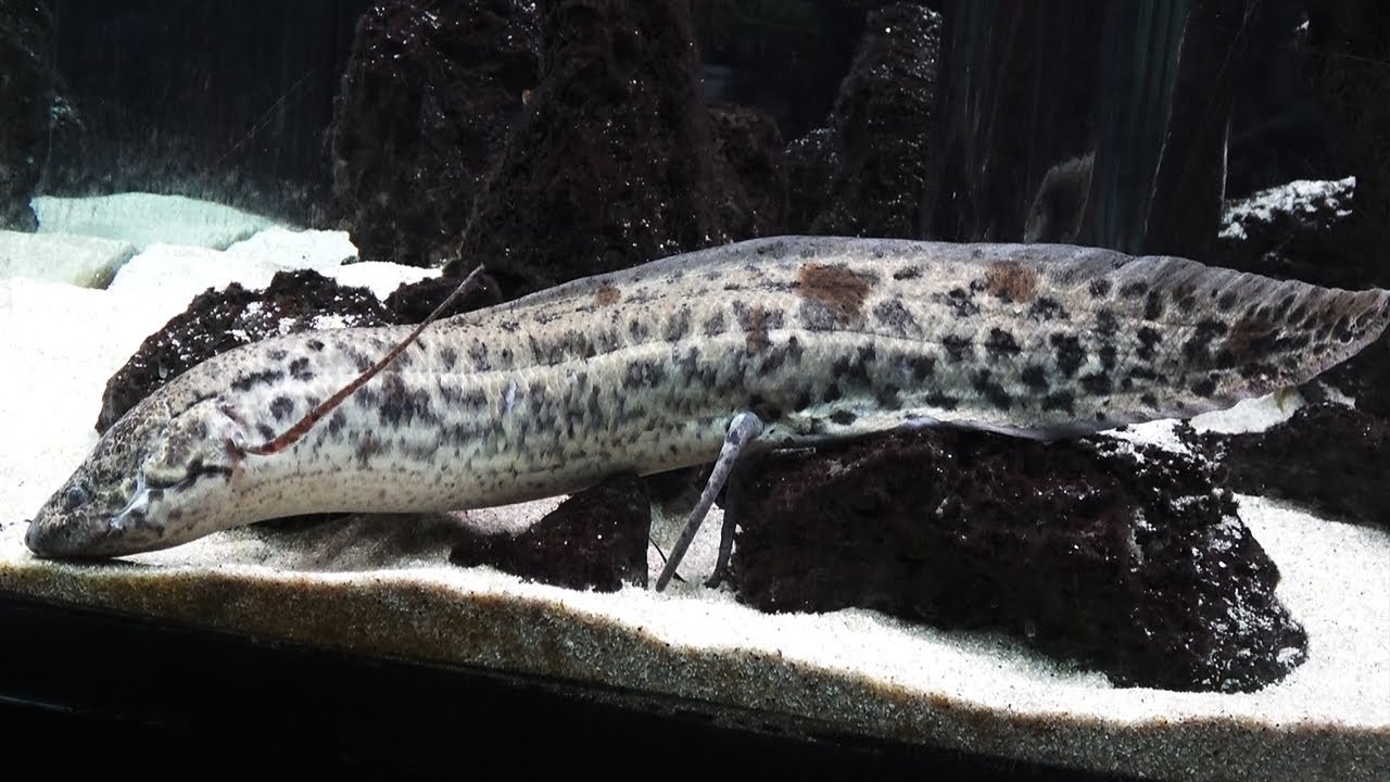 폐로 호흡하며 네 다리로 걸어다니는 신비한 물고기,안네크텐스Marbled Lungfish - YouTube