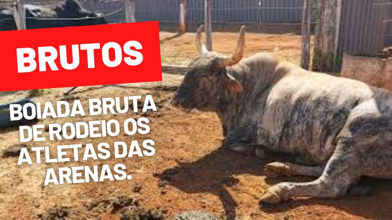 BOIADA BRUTA DE RODEIO OS ATLETAS DAS ARENAS. - YouTube