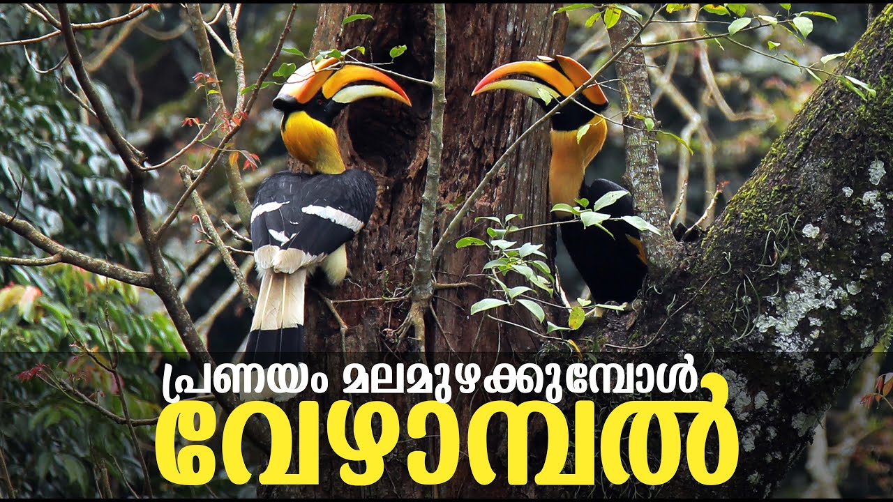 Hornbill - മലമുഴക്കി വേഴാമ്പൽ [great indian hornbill] 2020 ...