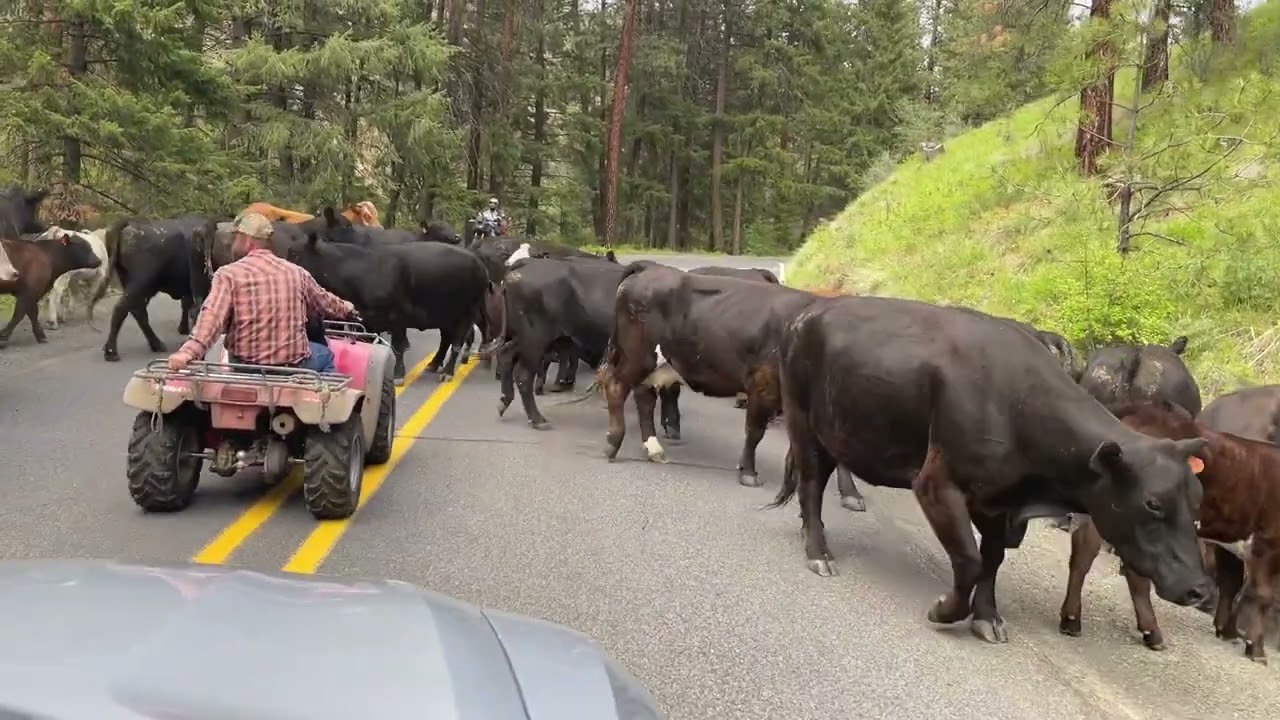 Cow herd passage - YouTube