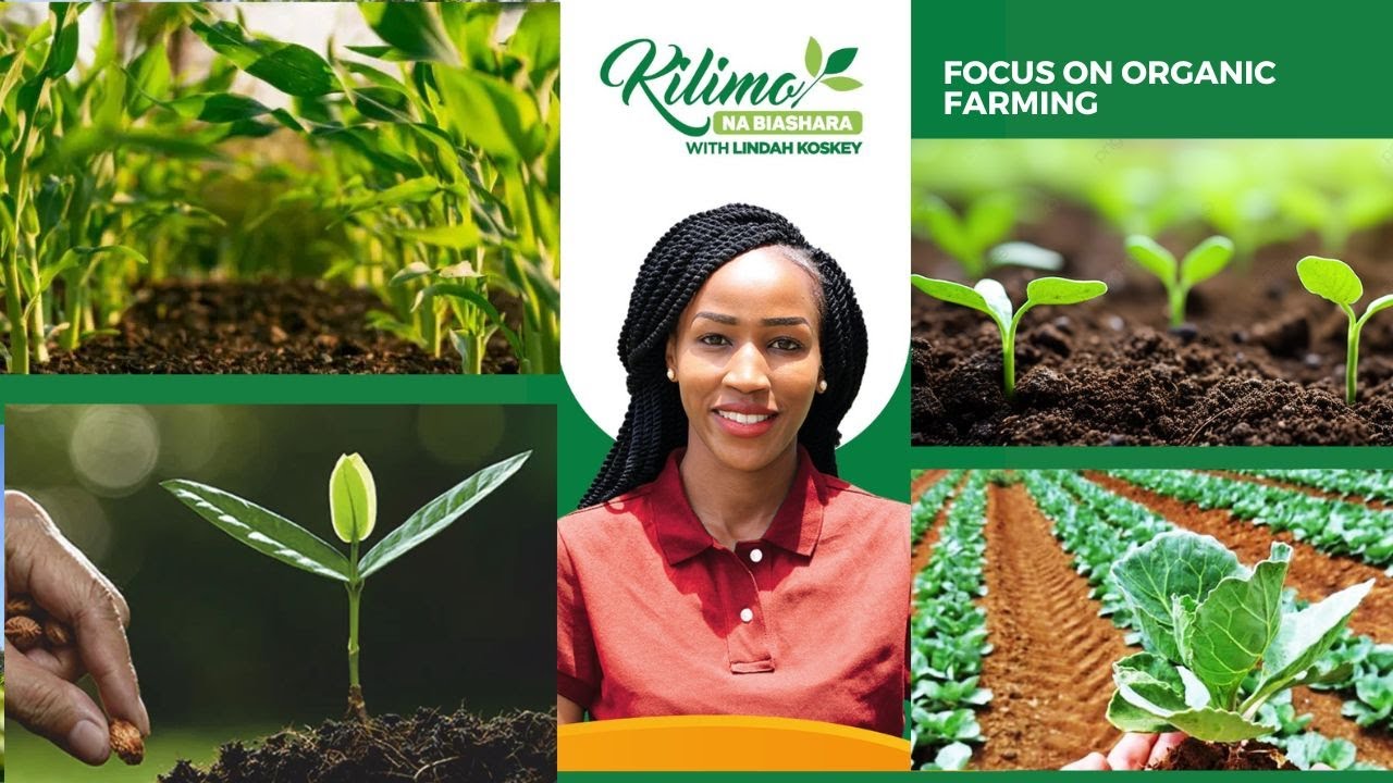 Focus On Organic Farming | Kilimo na Biashara - YouTube
