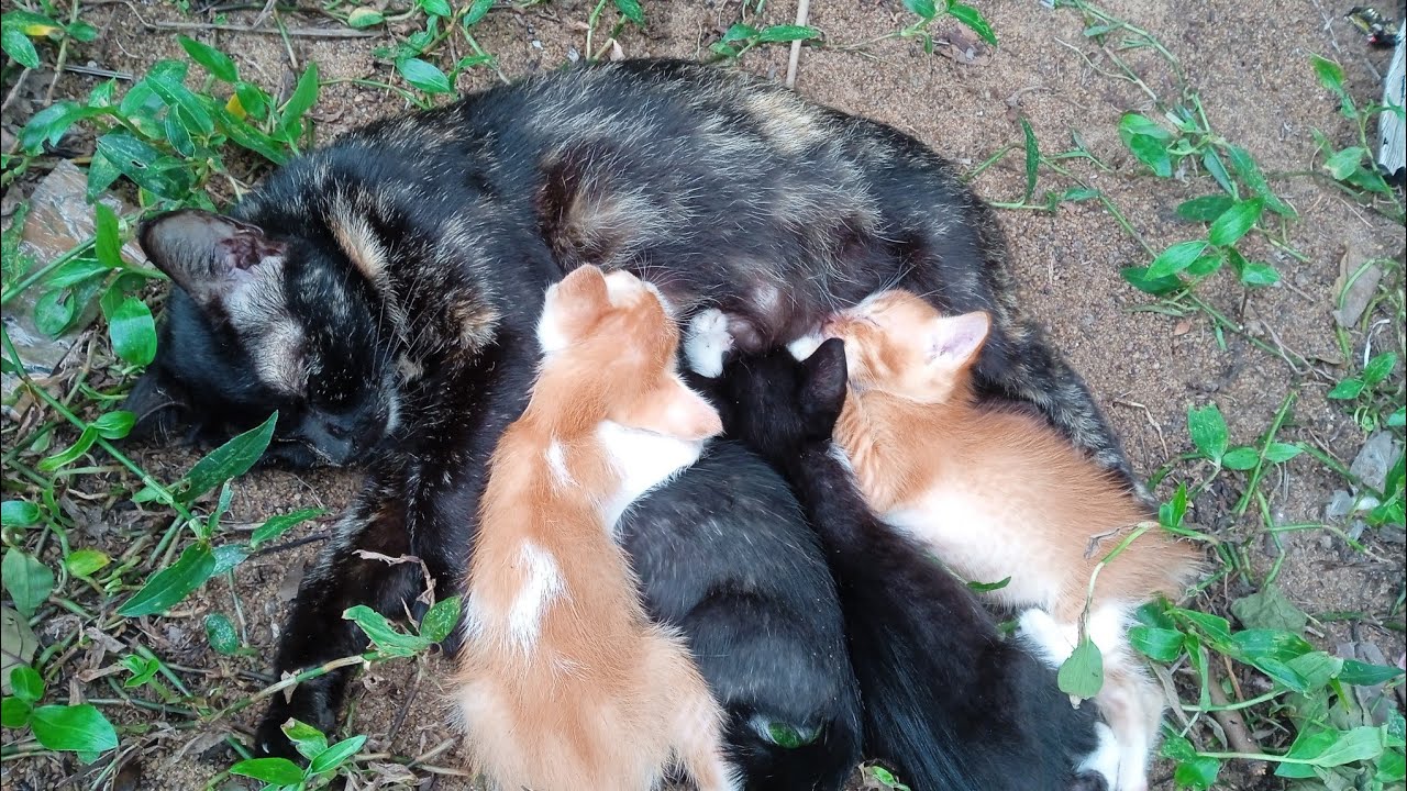 Namanya juga kucing kampung/my outdoor cats#cat #cats #kucing #kitten# ...