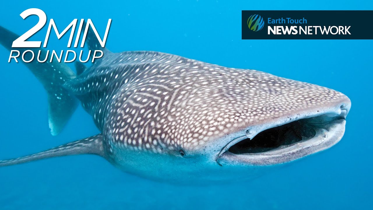 SeaWorld barbie booted, a whale shark rescue effort & one crazy ...
