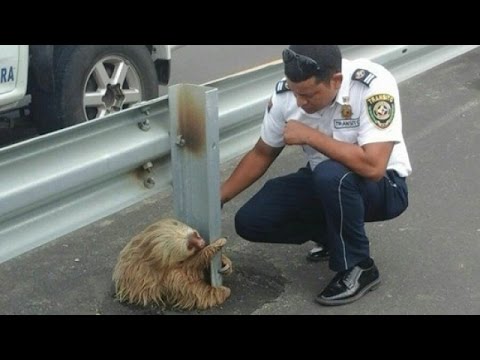 Officers Rescue Terrified Sloth Stranded On Busy Highway In Ecuador ...