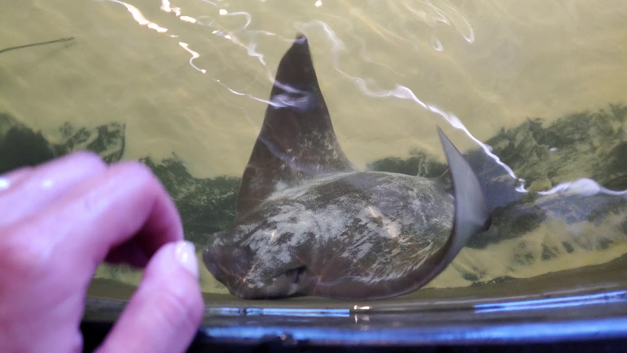 Petting stingrays @ Montgomery Zoo #2 - YouTube