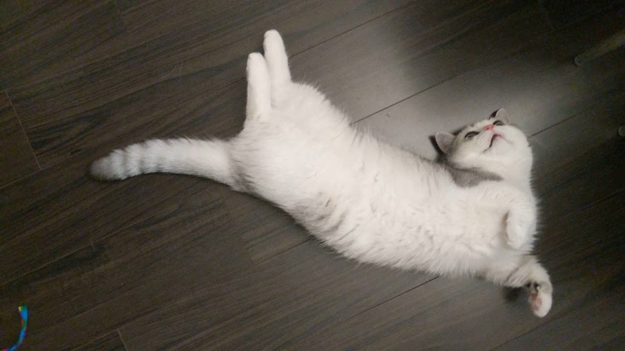 Fomo.the.Cat - Common Cat Defect - YouTube